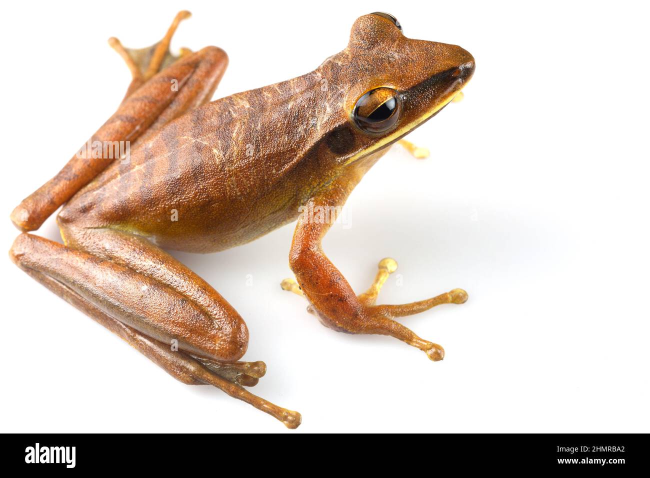 Close-up top view shot of Basin tree frog isolated on a white ...