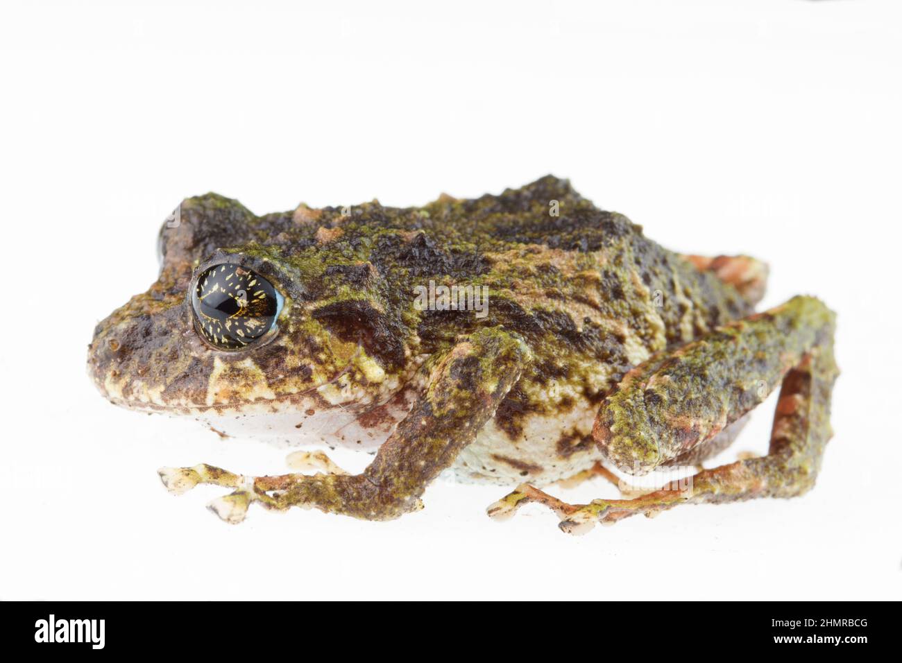 Closeup of an Ecuador Frog with big eyes with blurred green background ...