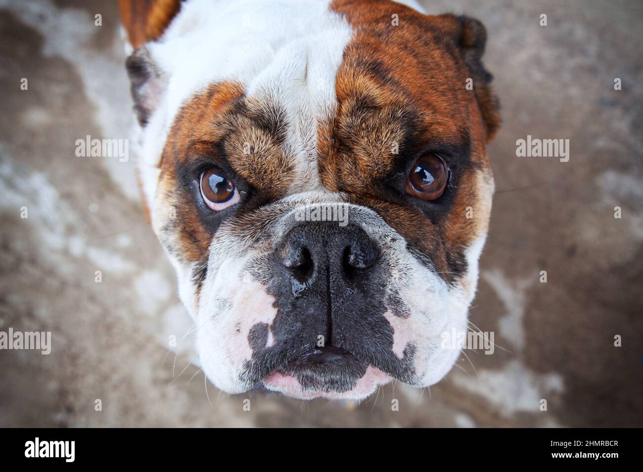 Top view english bulldog dog hi-res stock photography and images - Alamy