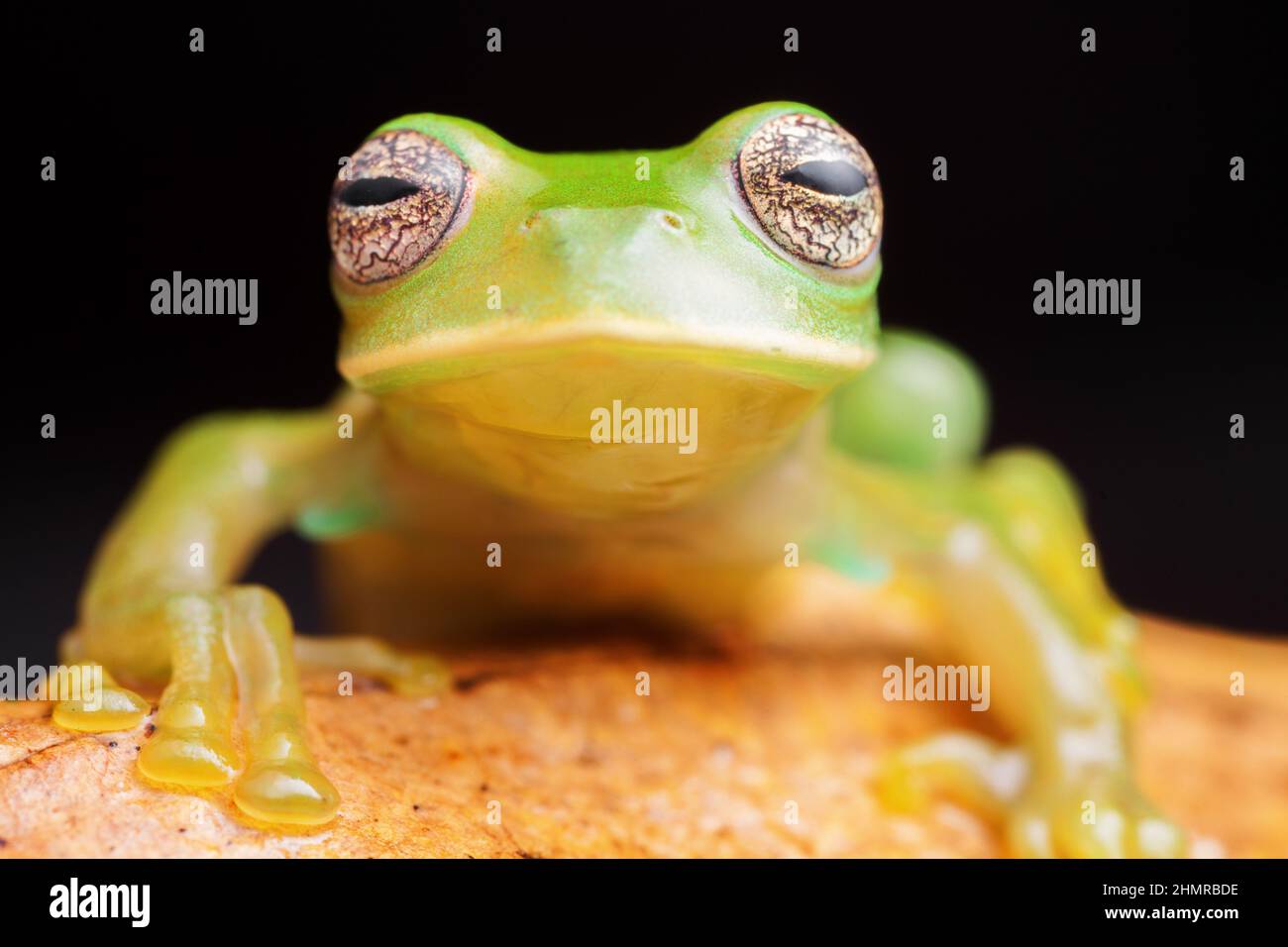 Closeup of an Ecuador Frog with big eyes with a black background Stock ...