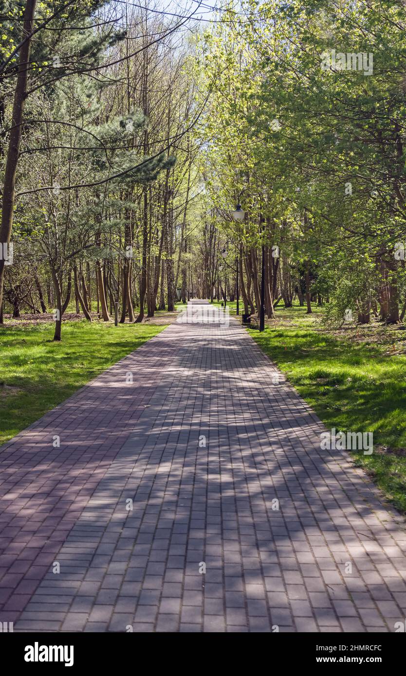 spring pathway view in green park woodland in Svetlogorsk Stock Photo ...