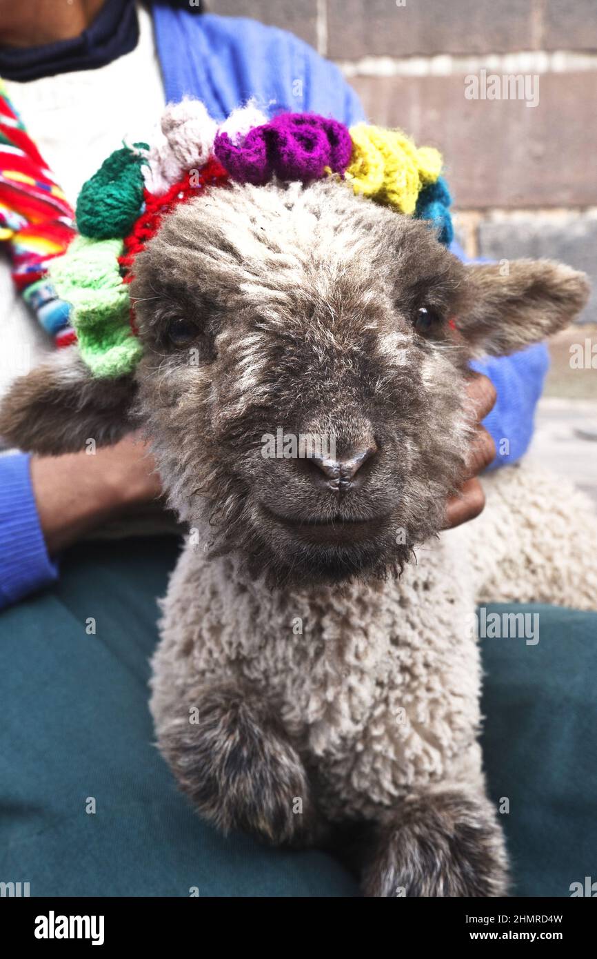 Ryeland sheep hi-res stock photography and images - Alamy