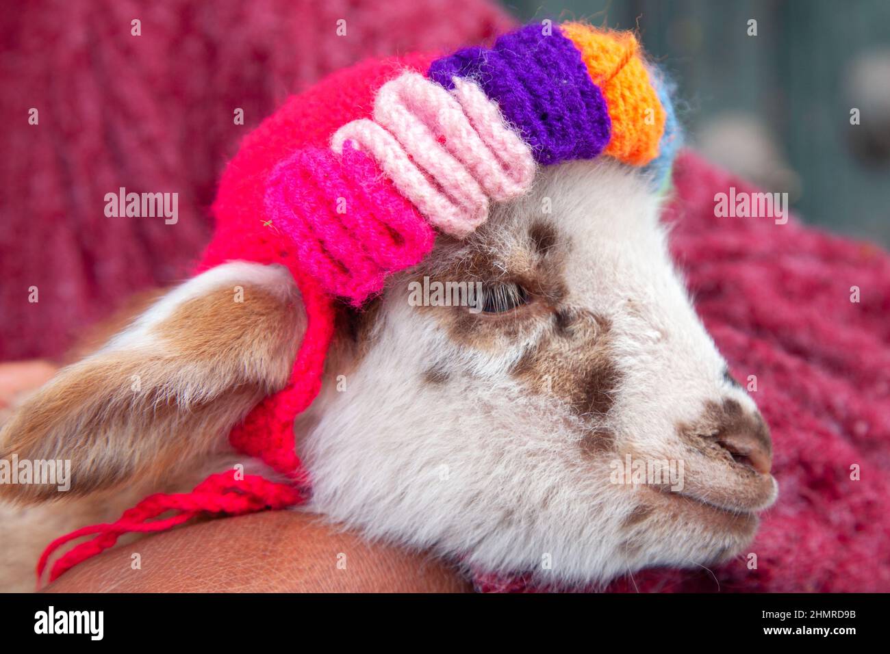 Close-up shot of a Peruvian woman holding a goat with colorful knitted ...