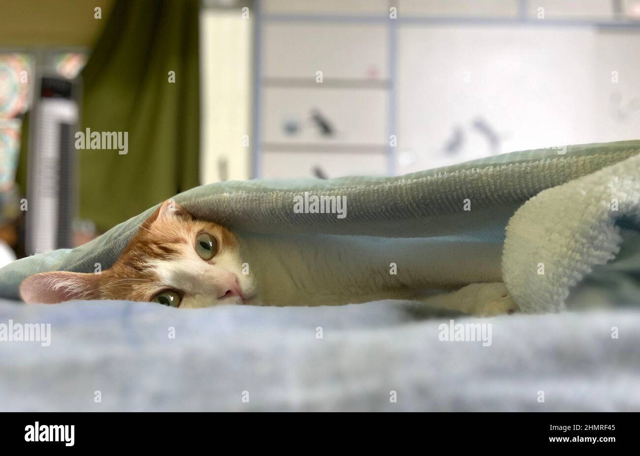 cat hide in the blanket and thinking Stock Photo - Alamy