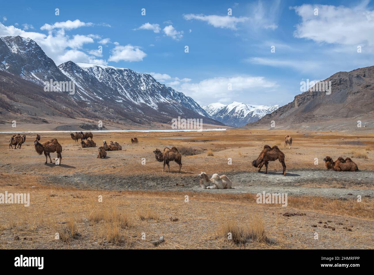 Picturesque spring landscape with a herd of cute camels grazing in the ...