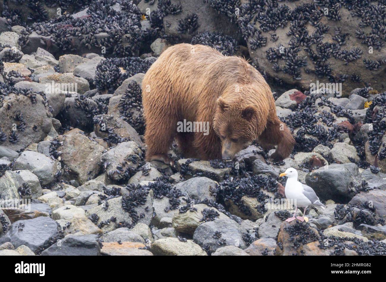 View of a grizzly bear walking on rocks covered with mussels Stock ...