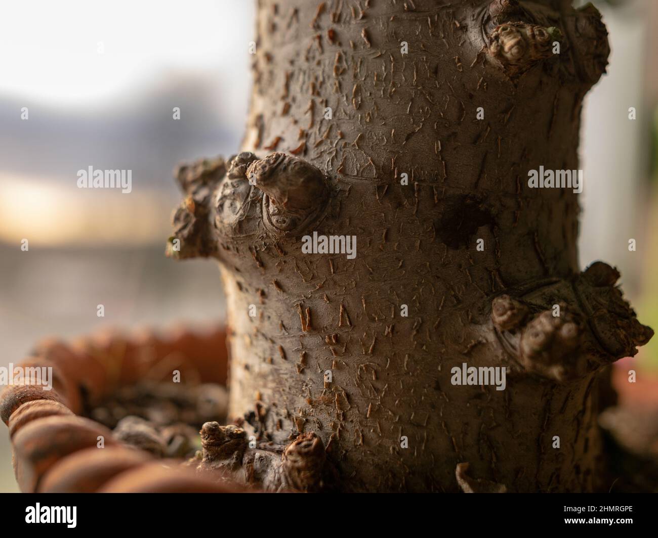 a simple wood texture on a blurred background, a rough tree trunk with ...