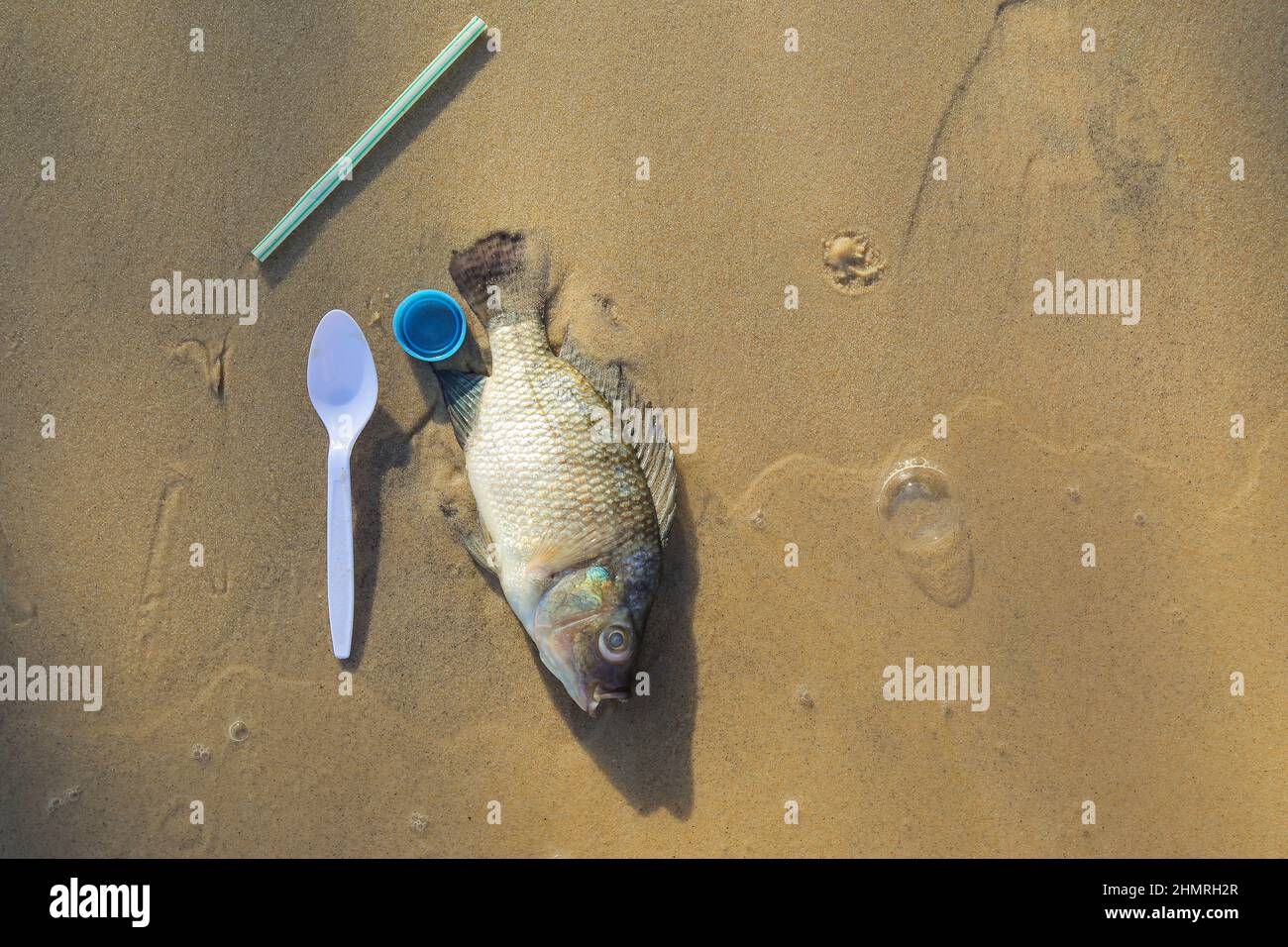 Sea pollution effect to marine life show dead fish with plastic spoon ...
