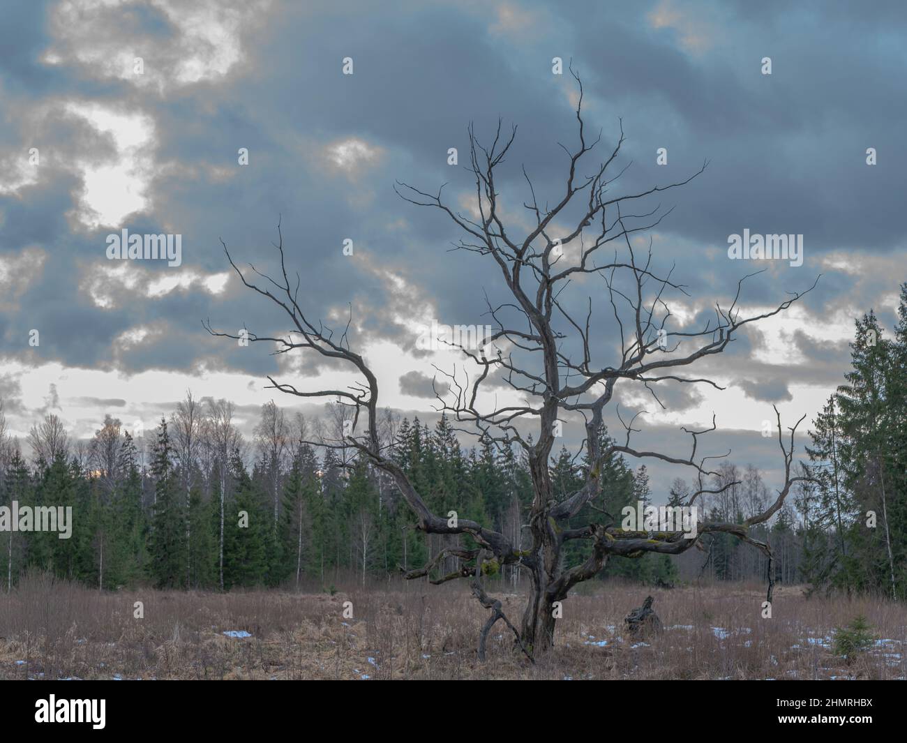 withered tree in a manicured meadow field next to a mixed tree forest ...