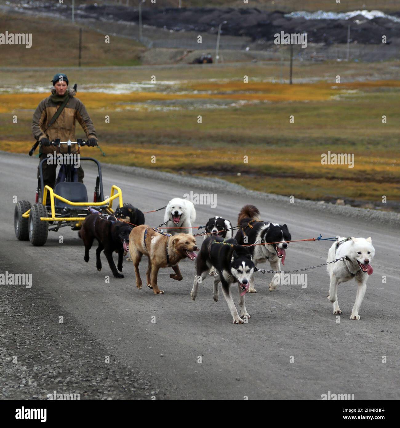 Pulling a sled hi-res stock photography and images - Alamy