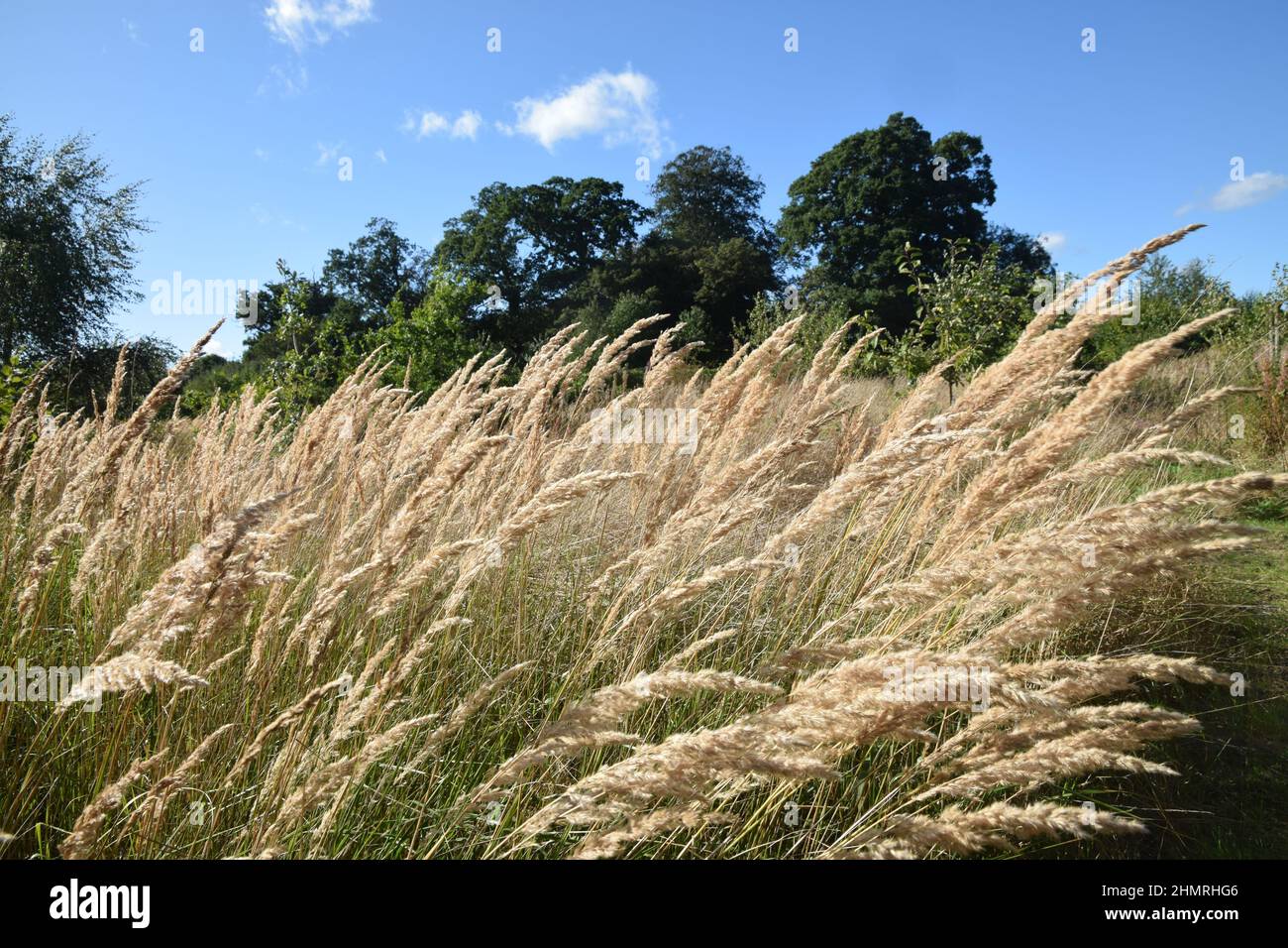 Grasses in field hi-res stock photography and images - Alamy
