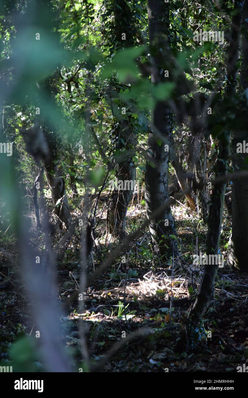 view through trees in the woods, suffolk,england Stock Photo - Alamy