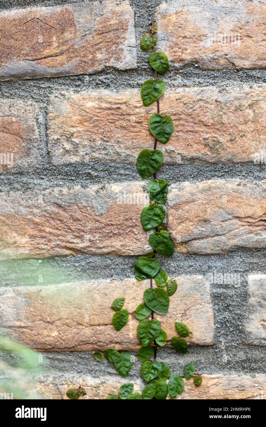 Creeping fig vine hi-res stock photography and images - Alamy
