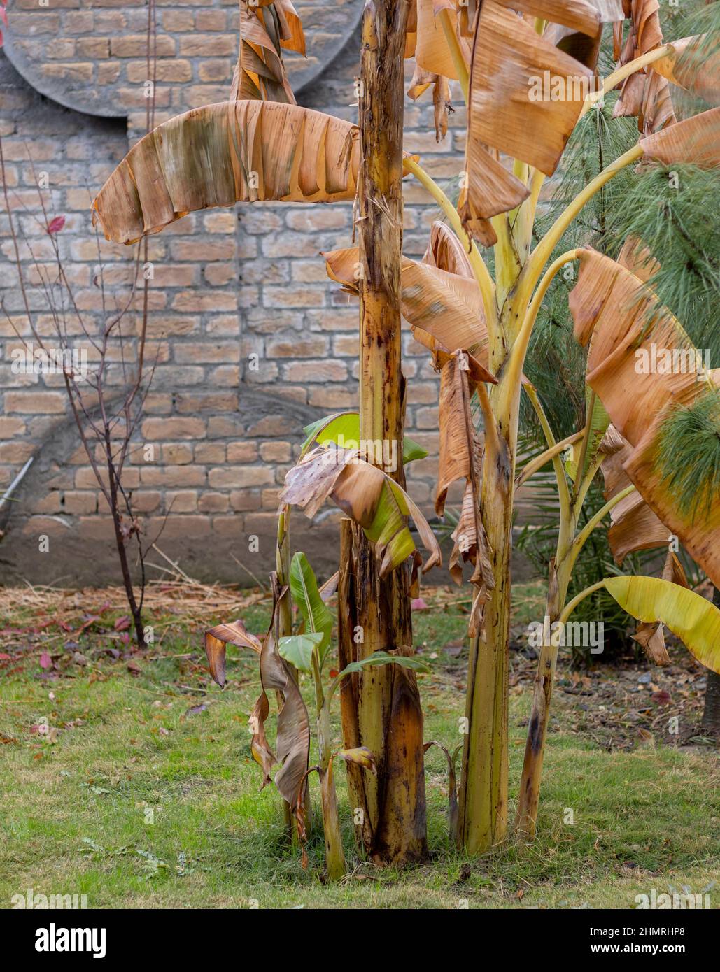 Old banana leaf hi-res stock photography and images - Alamy
