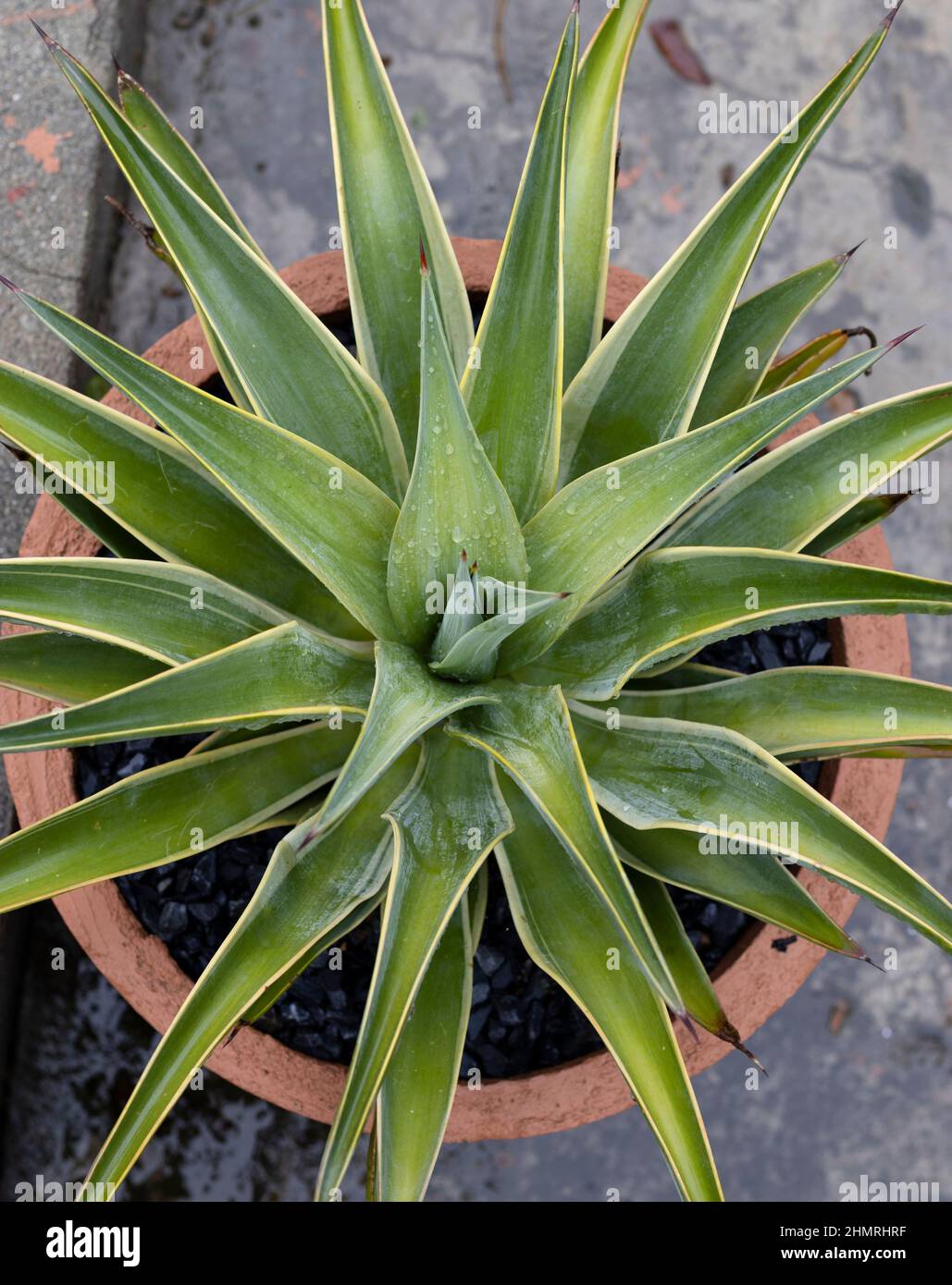 Top view agave hi-res stock photography and images - Alamy