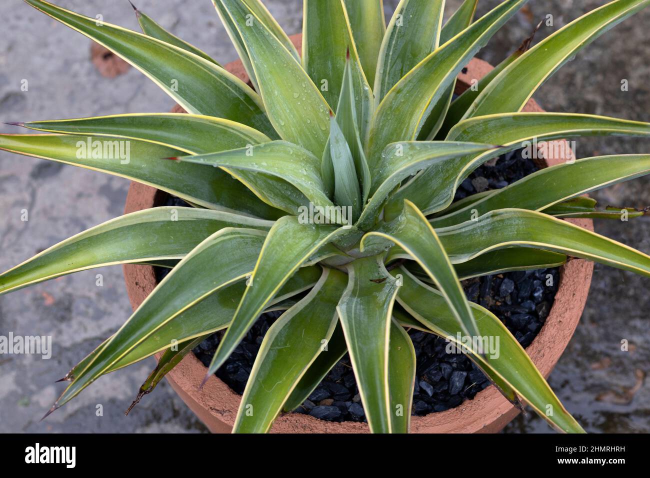 Beautiful Agave plant in a container Stock Photo - Alamy