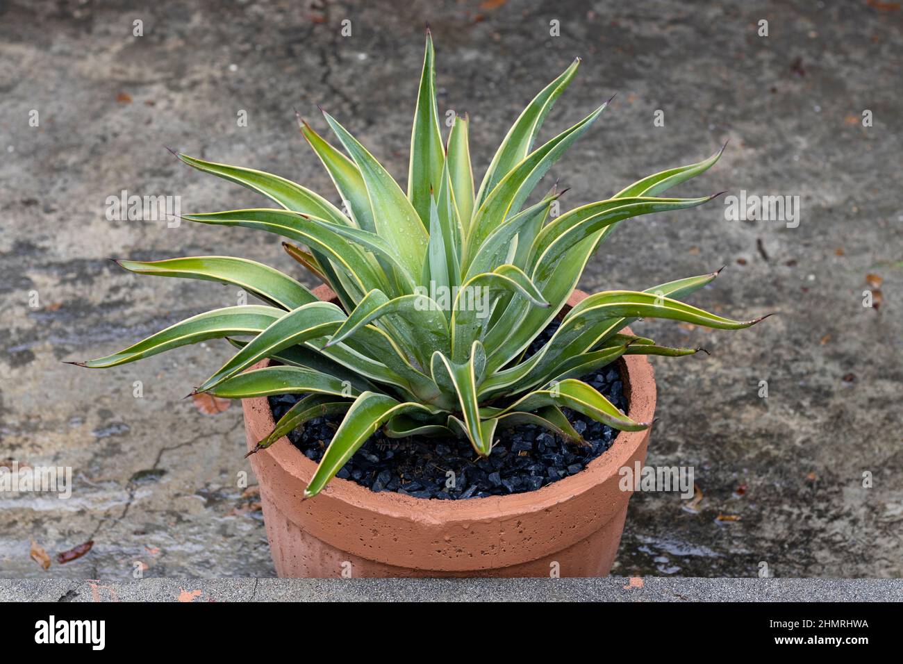 Agave rosette hi-res stock photography and images - Alamy