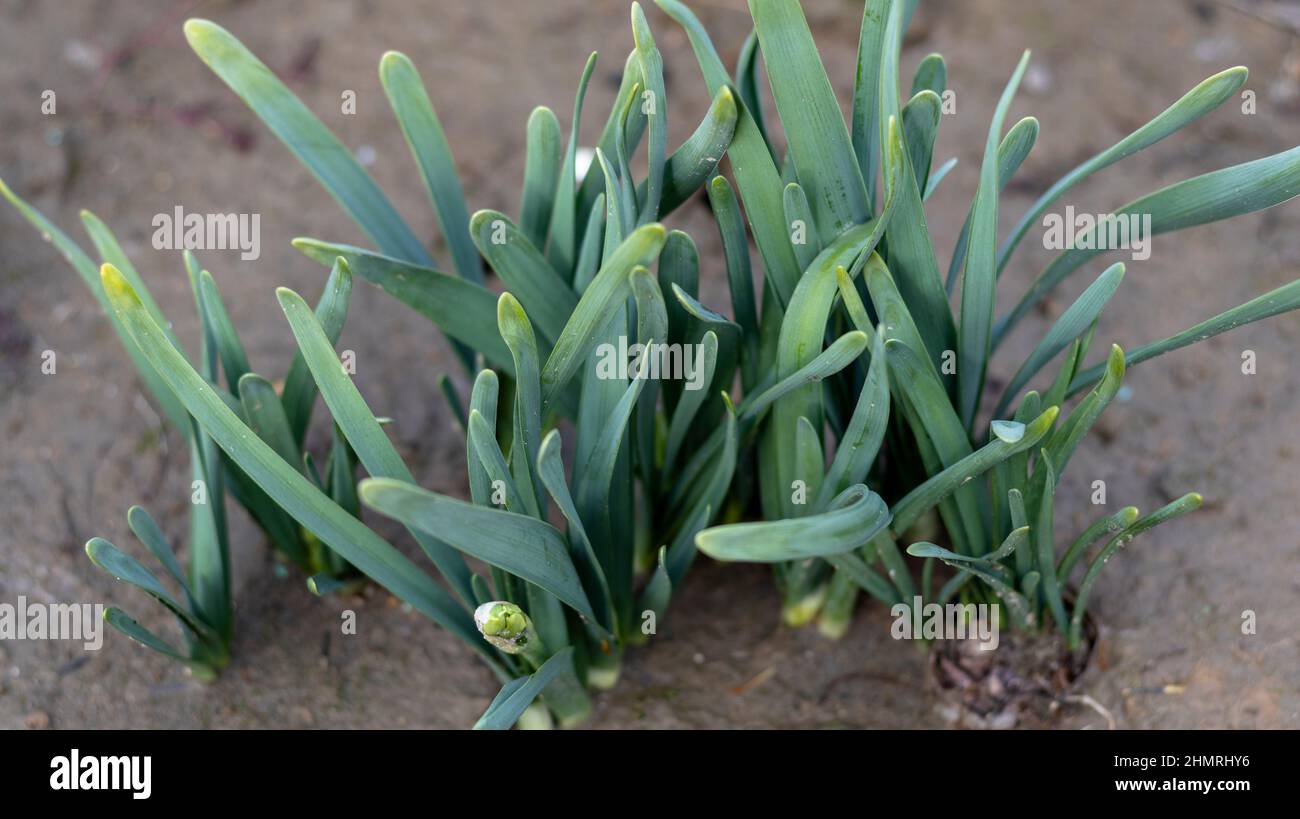 Daffodils plants sprout in early spring Stock Photo - Alamy