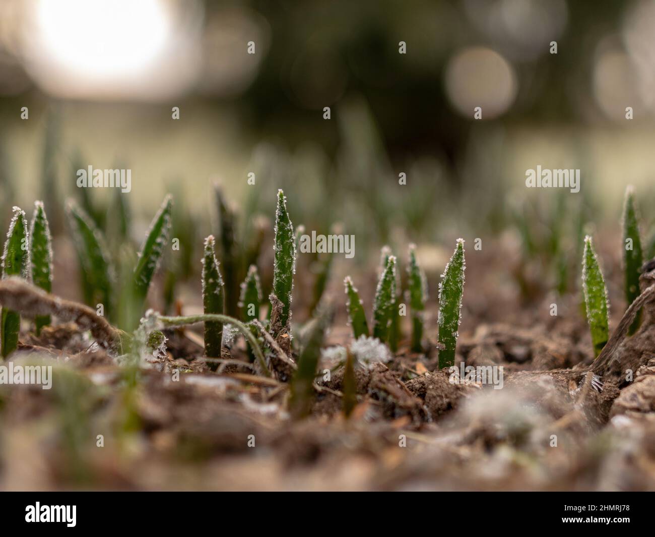 frosted grass texture, blurry close-up and background Stock Photo - Alamy
