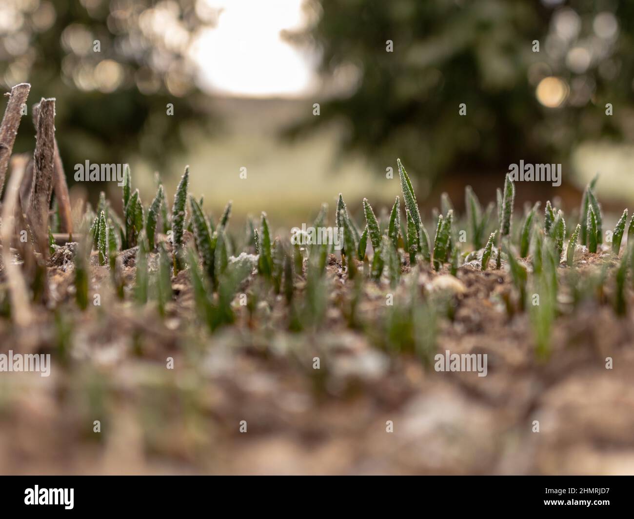 frosted grass texture, blurry close-up and background Stock Photo - Alamy