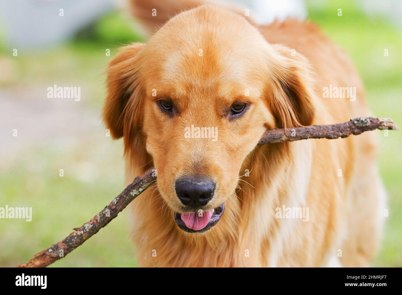 Close-up shot of a beautiful golden retriever dog holding a tree twig ...