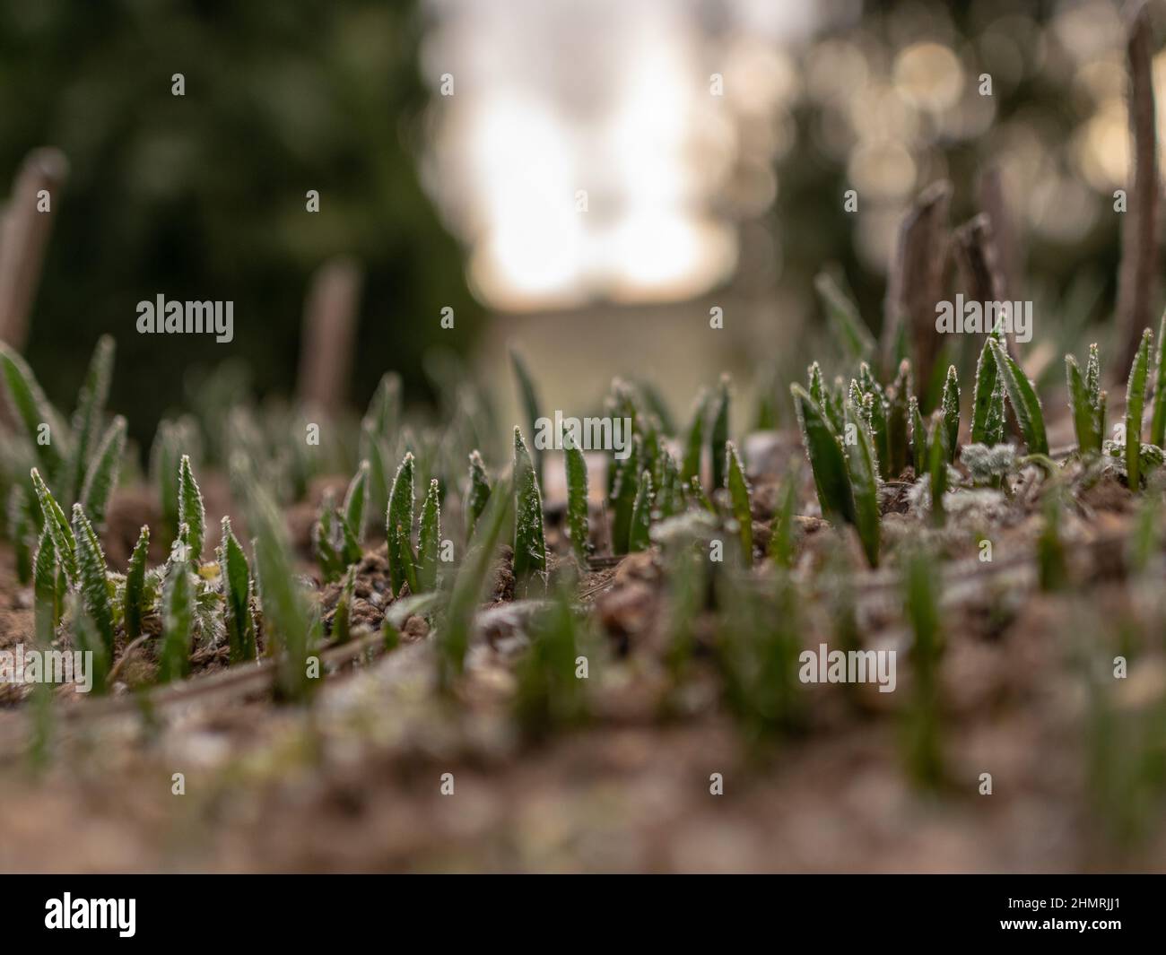 frosted grass texture, blurry close-up and background Stock Photo - Alamy