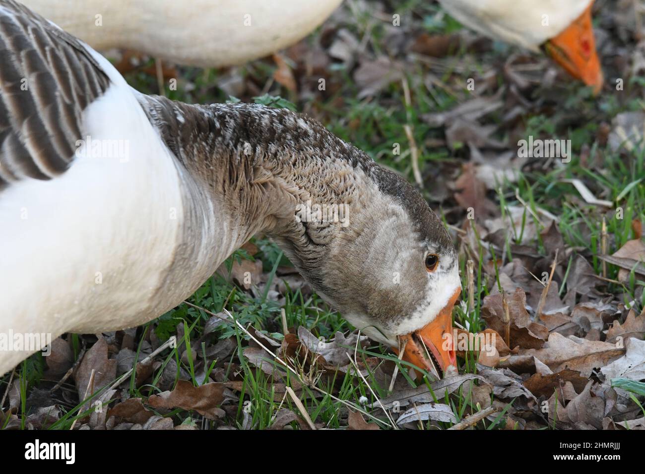 Close-up selective focus shot of a domestic goose eating grass Stock ...