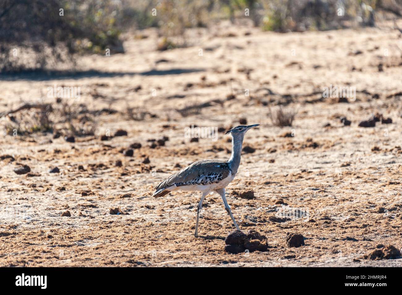 The Kori Bustard -Ardeotis kori- is considered to be the largest flying ...
