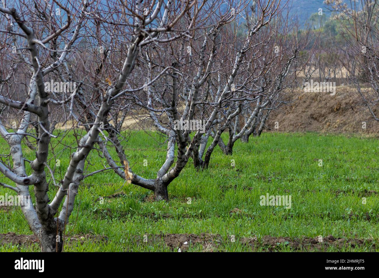 Peach trees spring nobody hi-res stock photography and images - Alamy