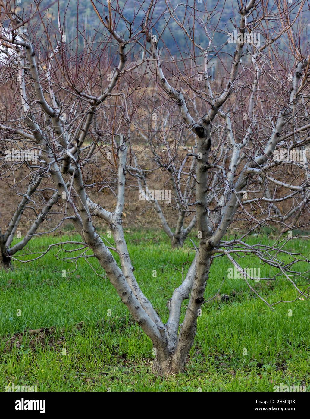 Peach farm hi-res stock photography and images - Alamy