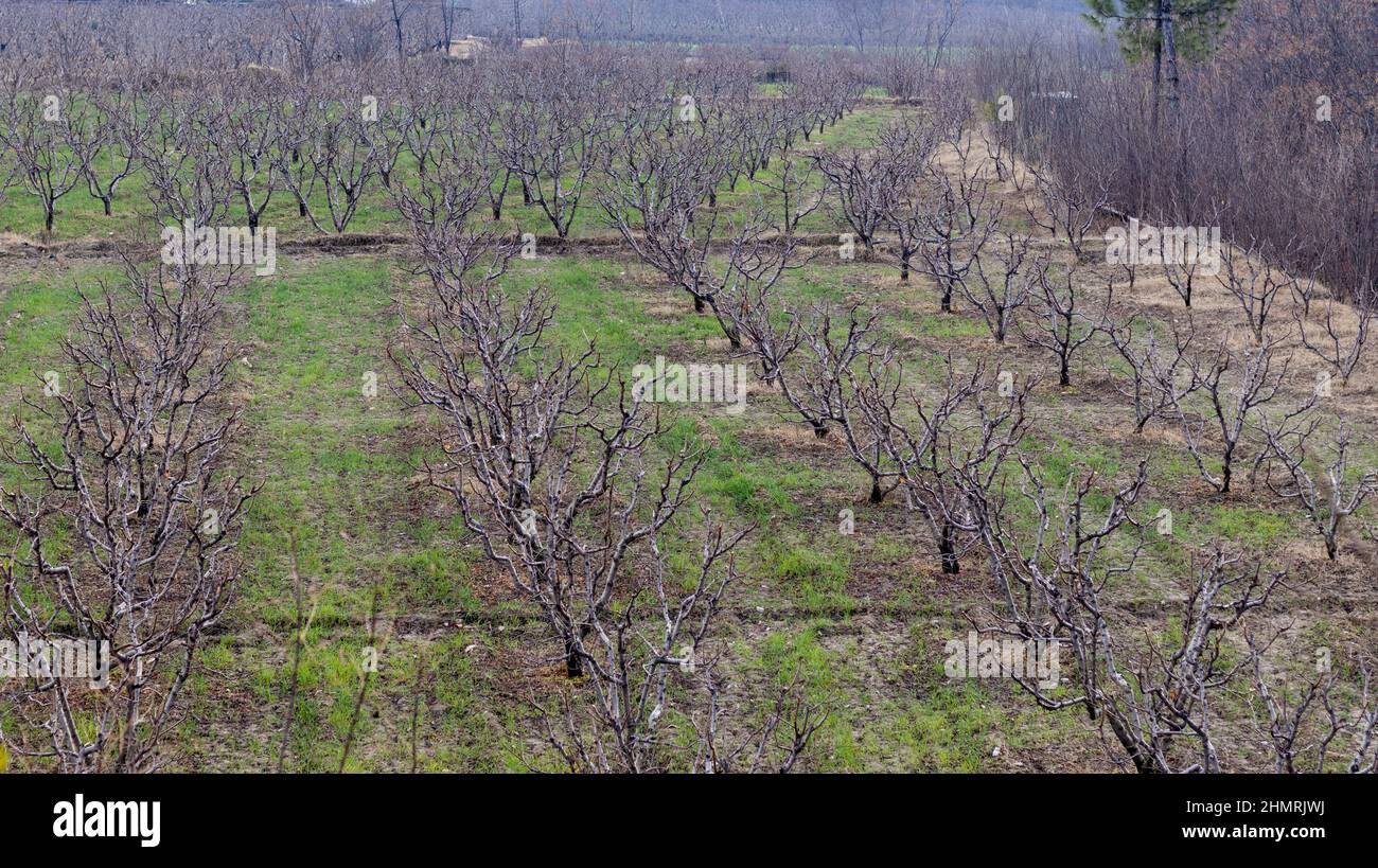 Orchard view farm hi-res stock photography and images - Alamy