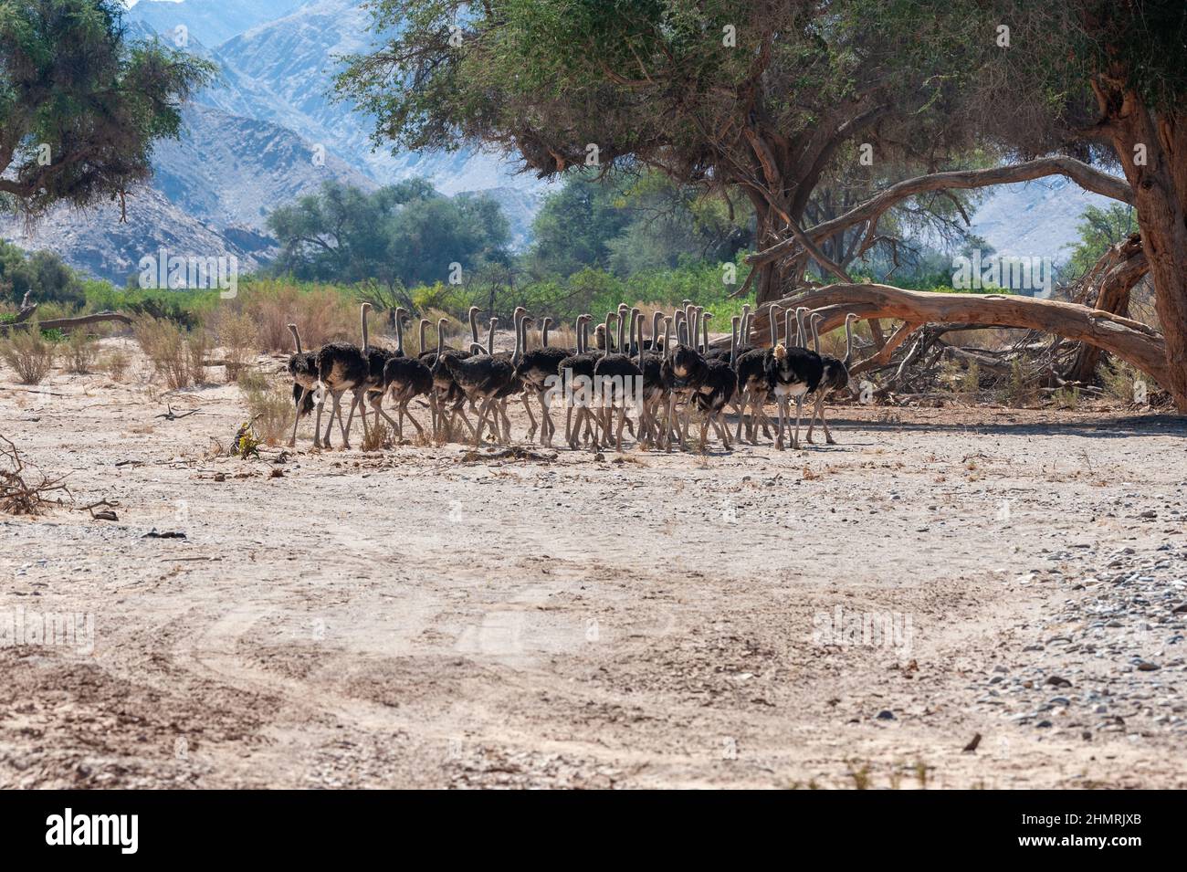Telephoto shot of a giant group of Ostriches crossing a dirt road ...
