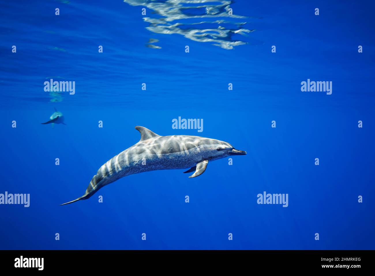 Pantropical spotted dolphins, Stenella attenuata, in open ocean, Hawaii ...