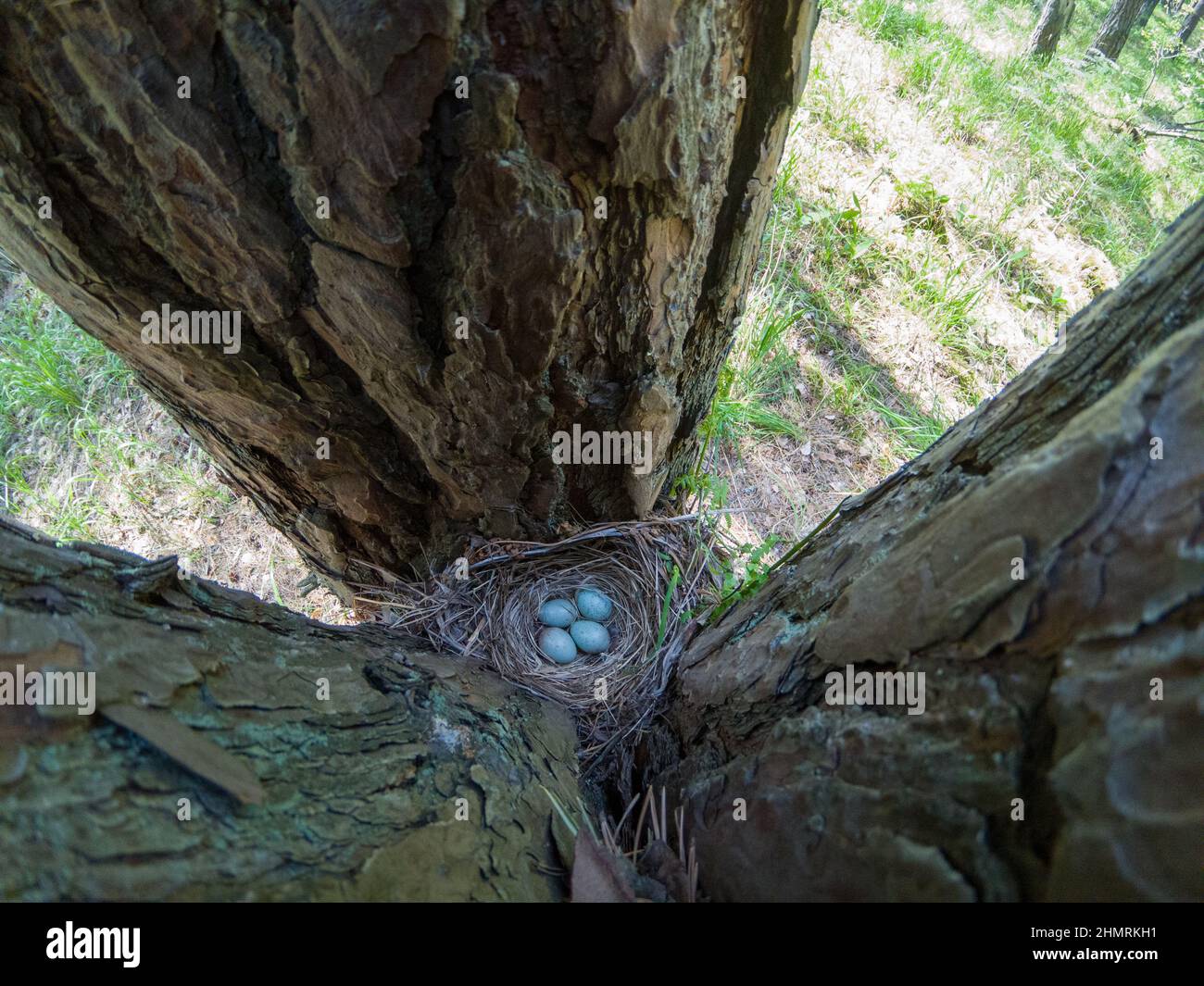 Turdus viscivorus. The nest of the Mistle Thrush in nature. Russia, the ...