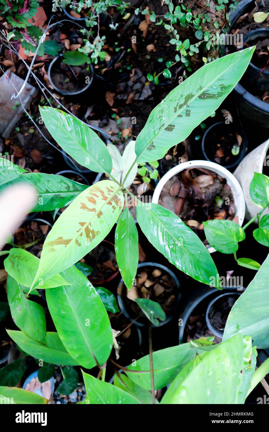 banana plant, blood banana or Musa acuminata or Musa balbisiana or ...