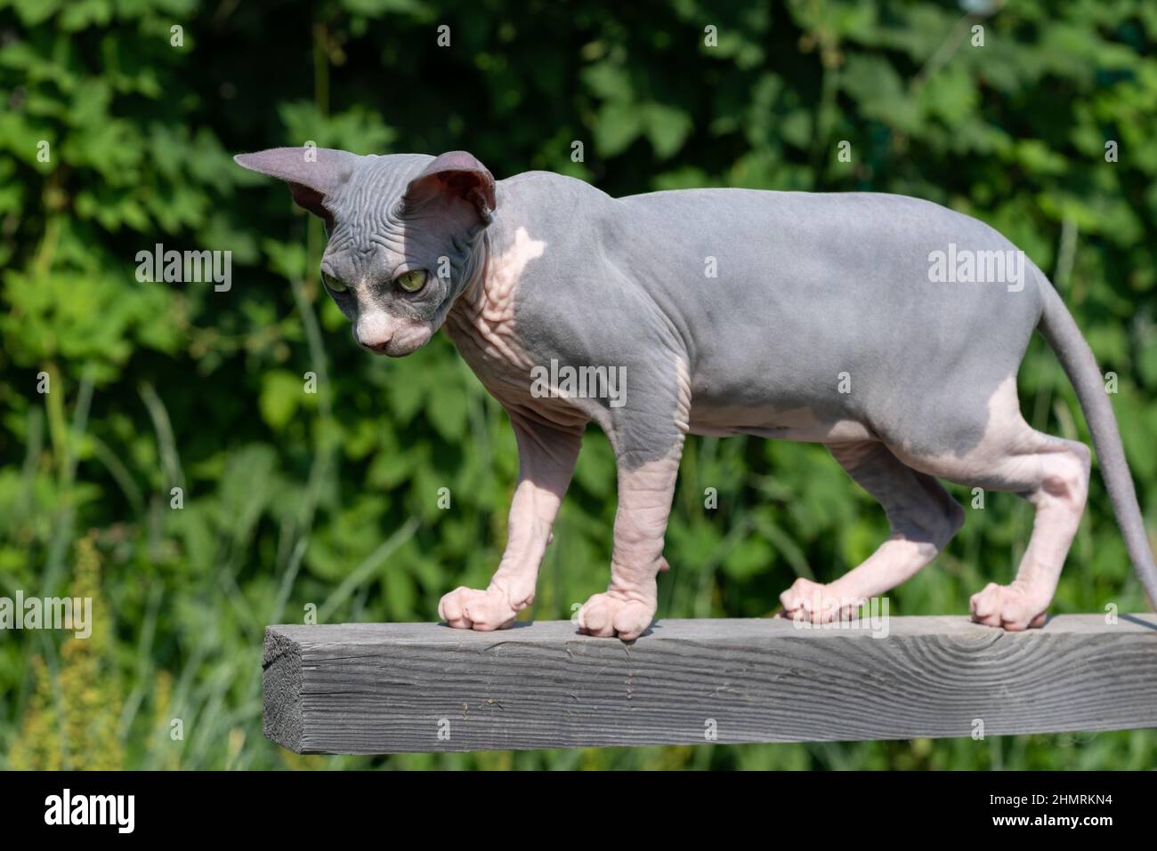 Pretty purebred Sphynx Cat standing high on wooden crossbar, playing on ...