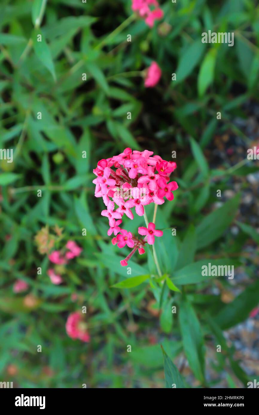 Panama Rose ,Arachnothryx leucophylla or pink flower Stock Photo - Alamy