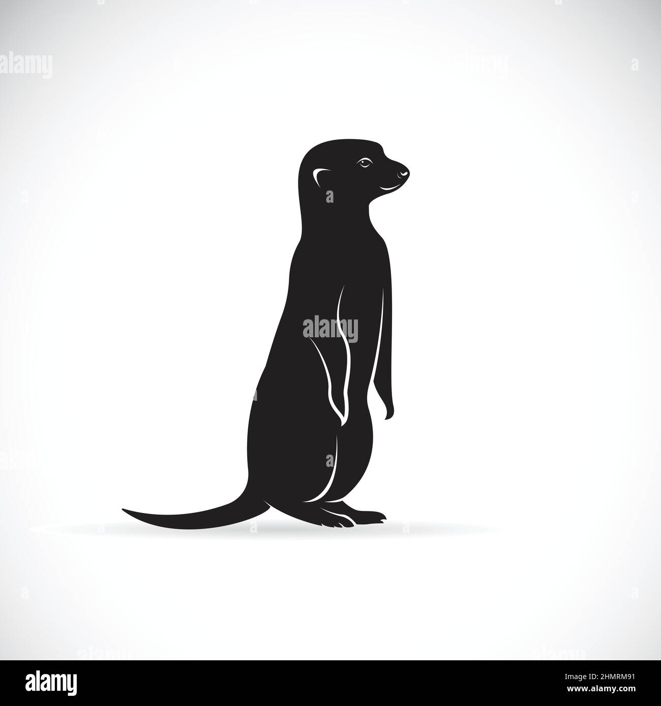 Vector of meerkats design on white background. Wild Animals. Easy ...