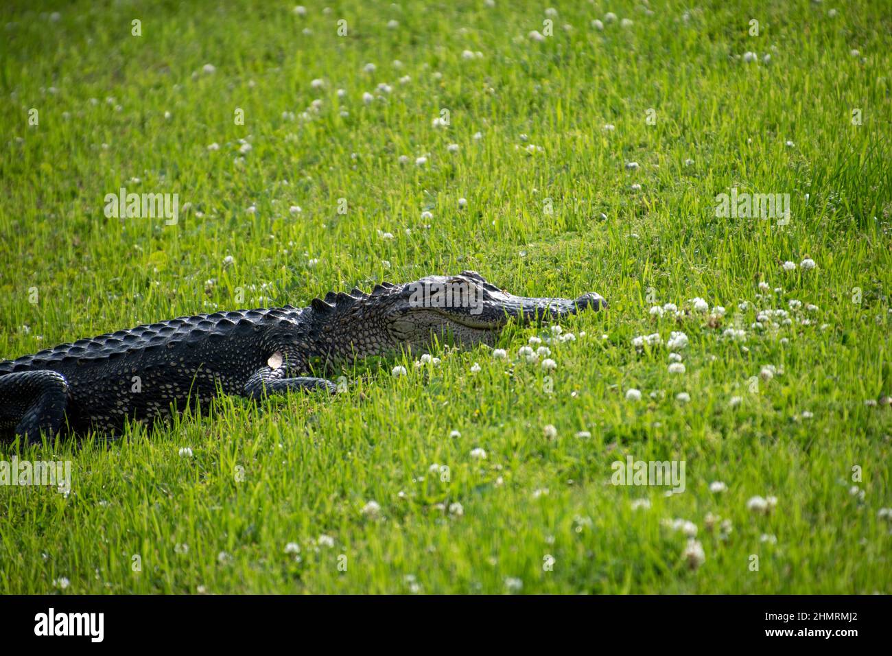 American alligator young in mouth hi-res stock photography and images ...