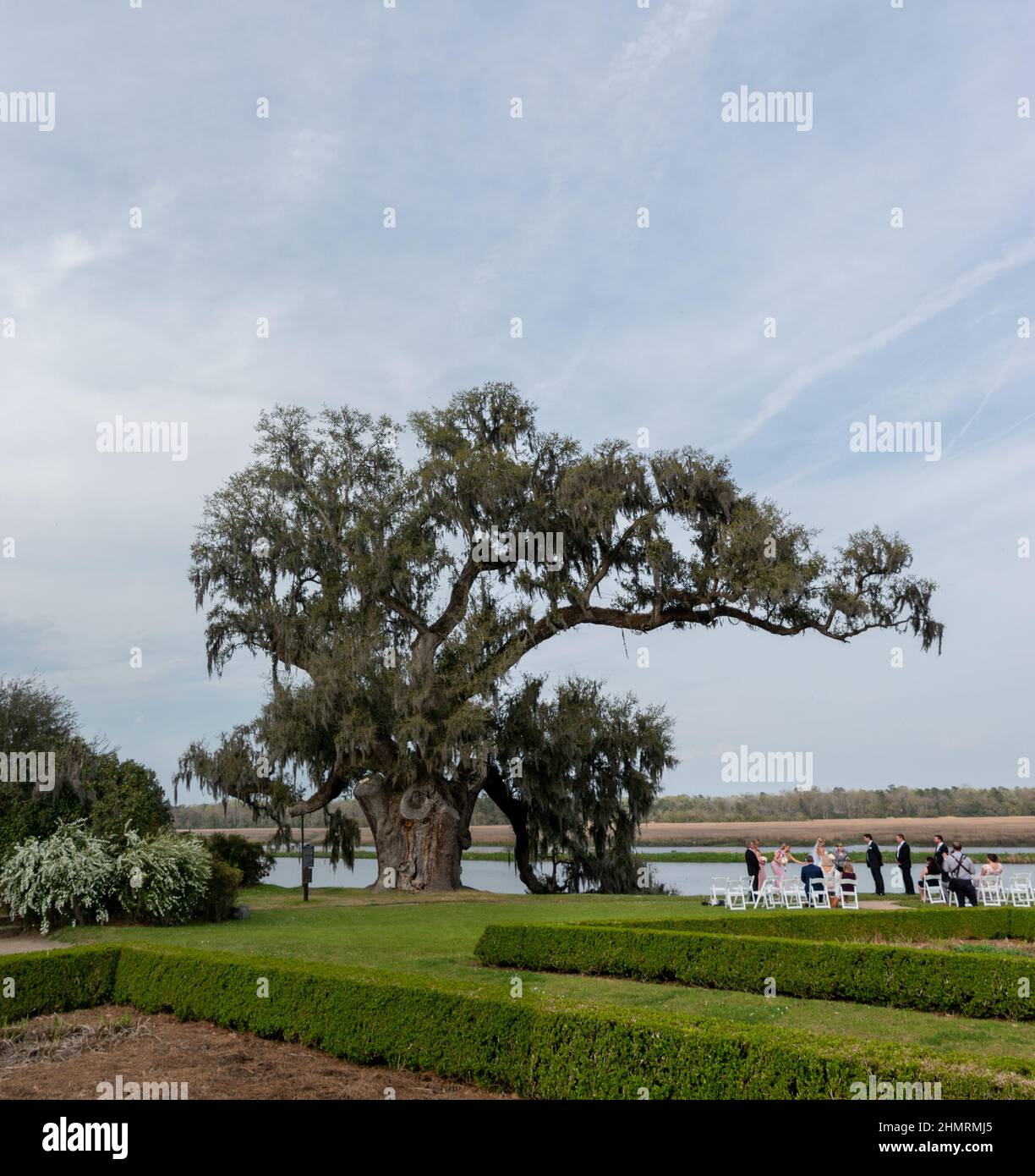 A wedding at the massive Middleton Oak tree located in Charleston ...