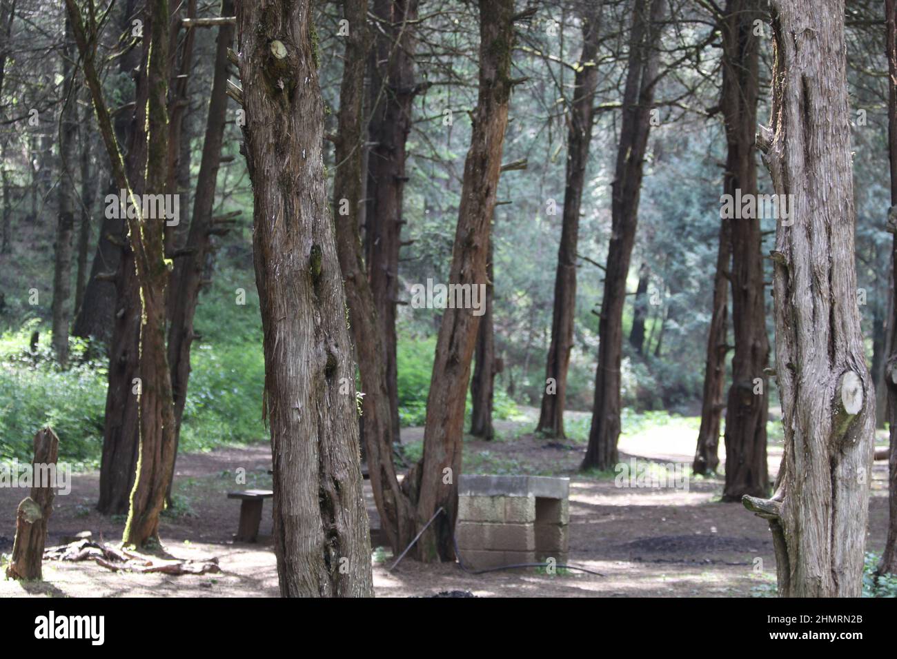 Beautiful landscape of a forest in Mexico Stock Photo - Alamy