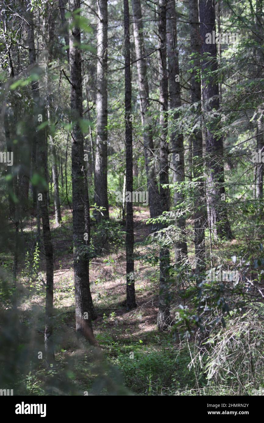 Beautiful landscape of a forest in Mexico Stock Photo - Alamy