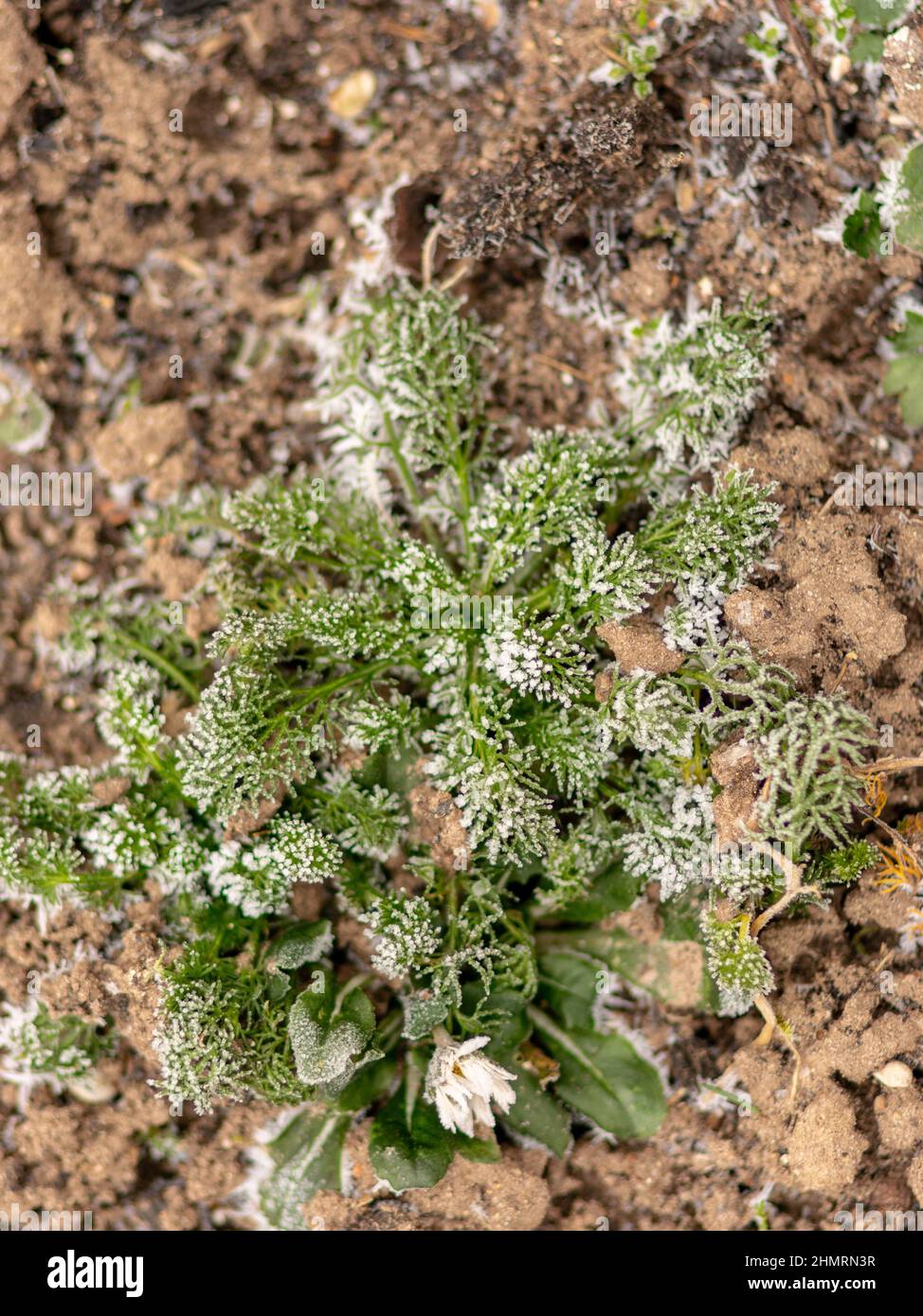 frosted grass texture, blurry close-up and background Stock Photo - Alamy