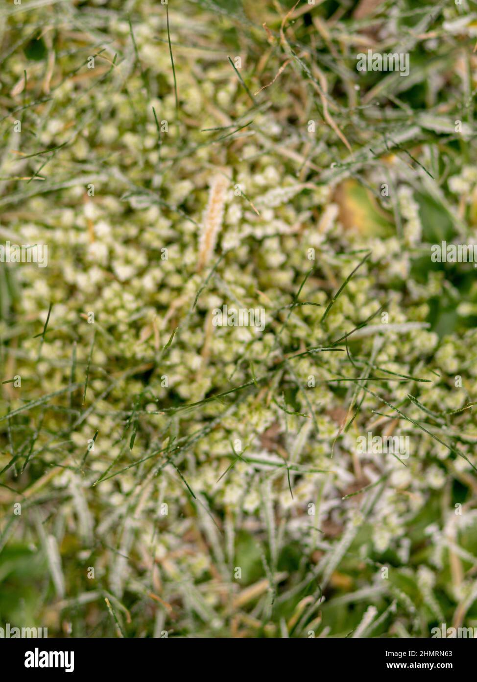 frosted grass texture, blurry close-up and background Stock Photo - Alamy