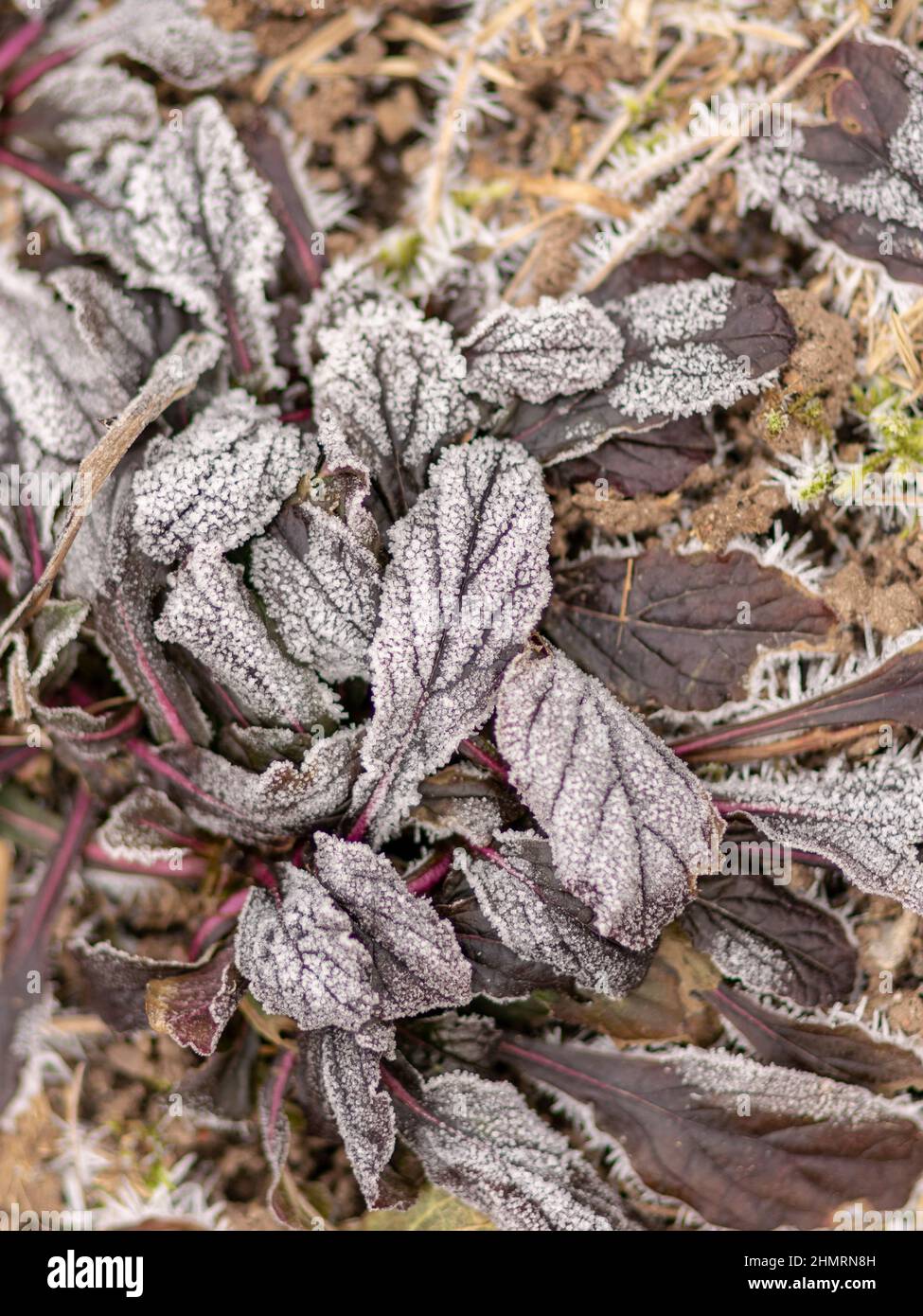 frosted grass texture, blurry close-up and background Stock Photo - Alamy