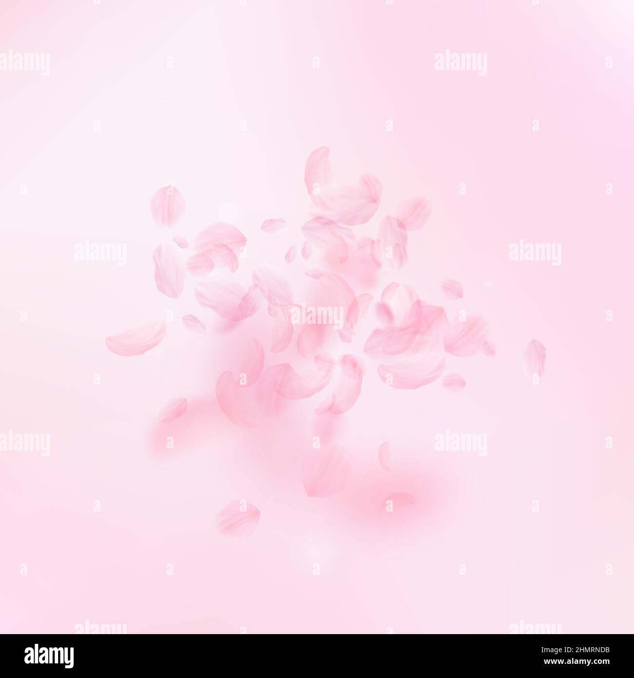 Sakura petals falling down. Romantic pink flowers explosion. Flying ...