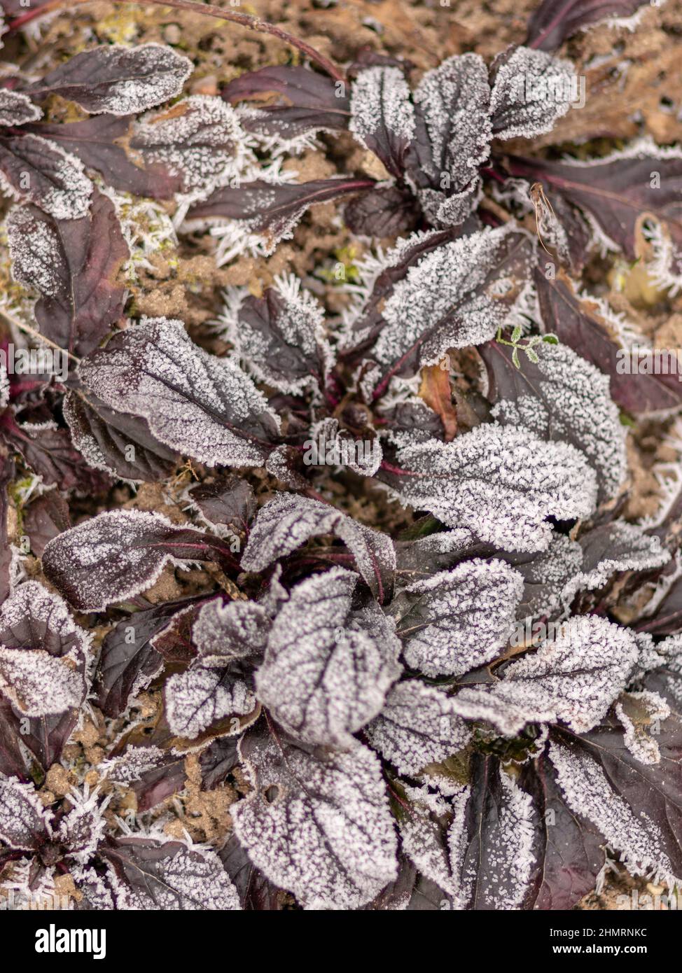 frosted grass texture, blurry close-up and background Stock Photo - Alamy