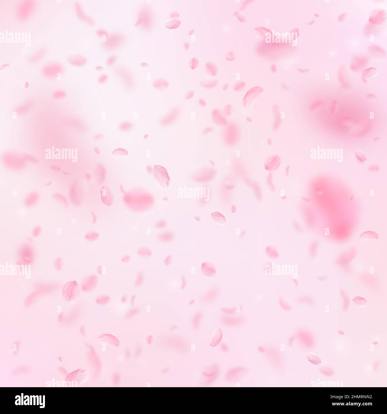 Sakura petals falling down. Romantic pink flowers falling rain. Flying ...