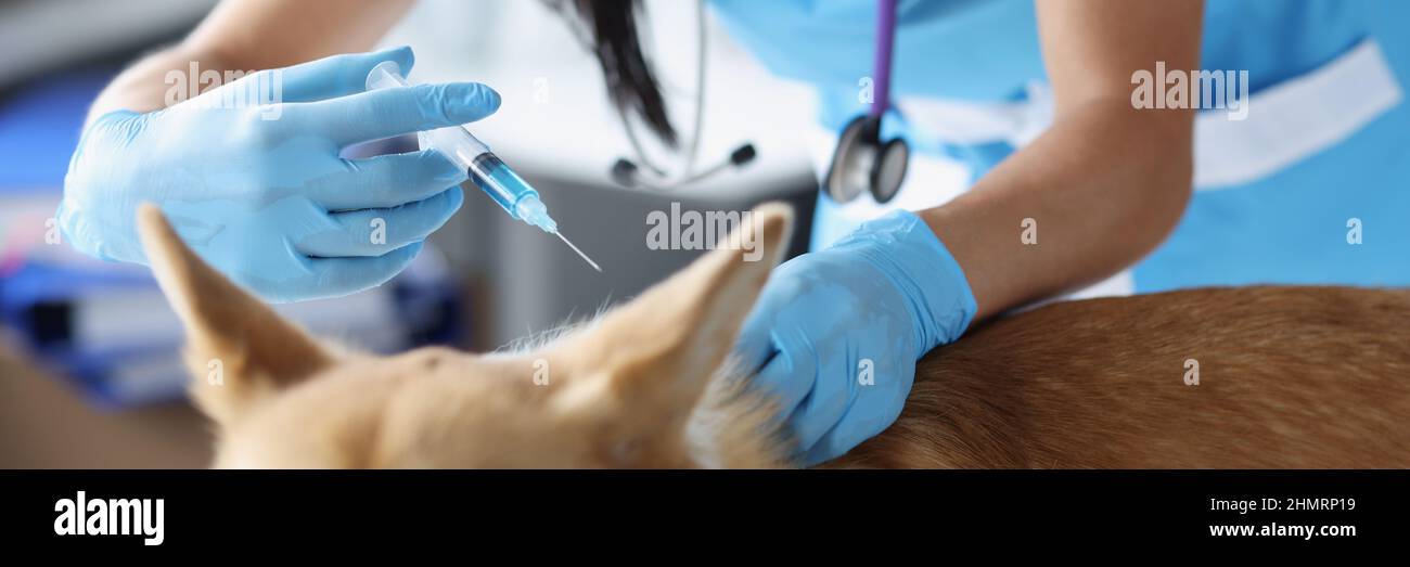 Veterinarian giving injection of medication to dog in clinic closeup ...