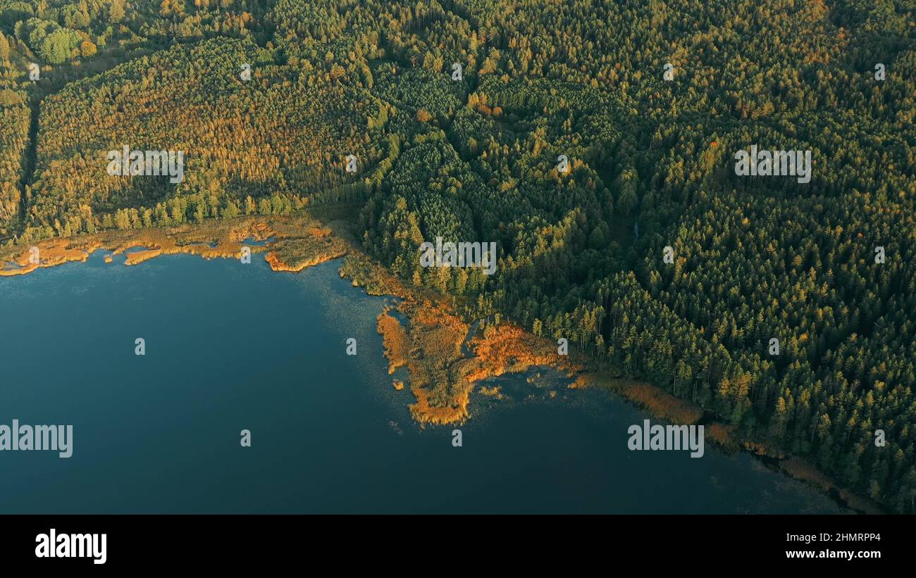 Green Coniferous Forest Growing On Lake Coastside 4K. Aerial View Of ...